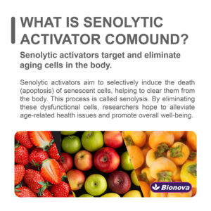 Fisetin as senolytic activator, helping elimination of senescent cells