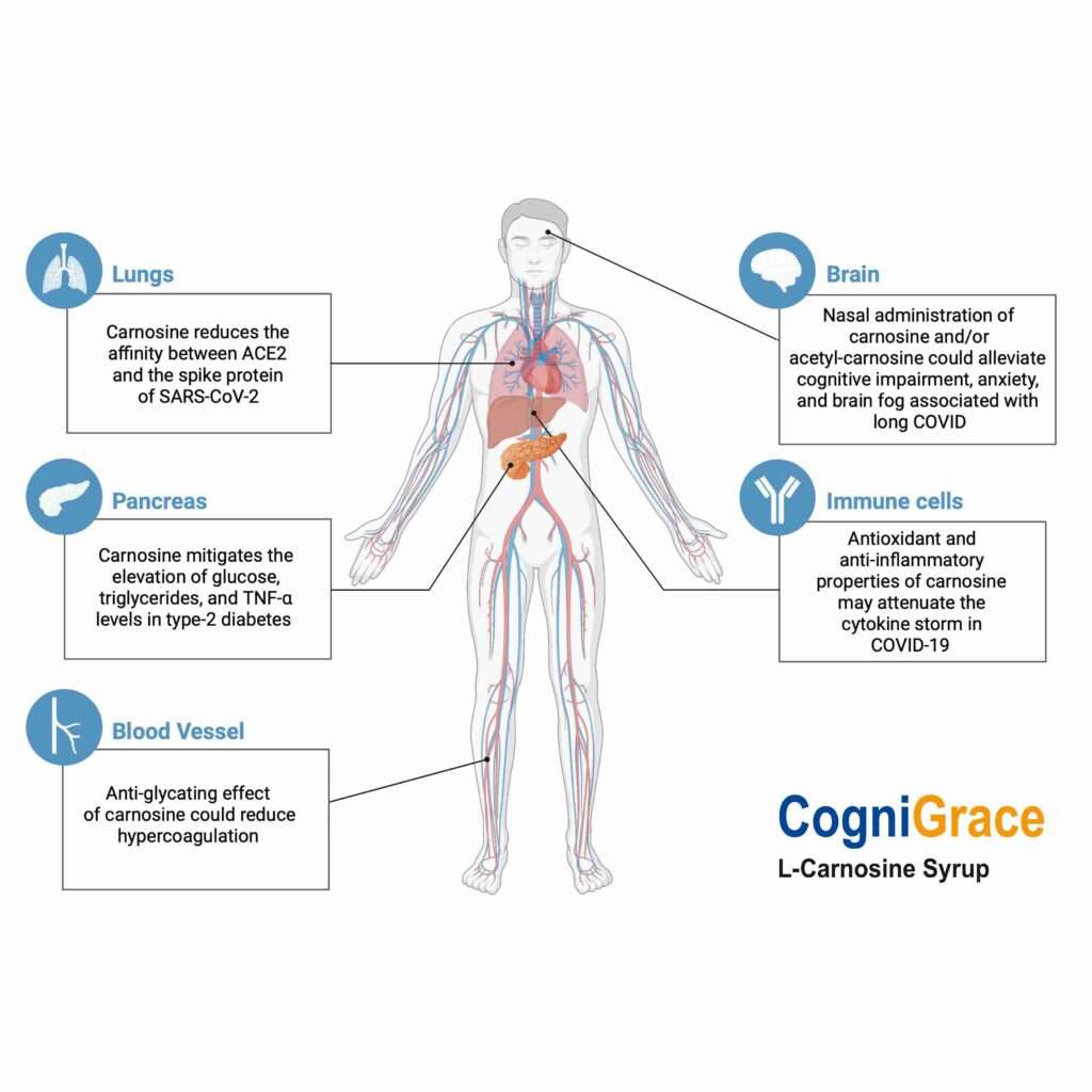 L-Carnosine Supplement: A Neuroprotective and Neuromodulator
